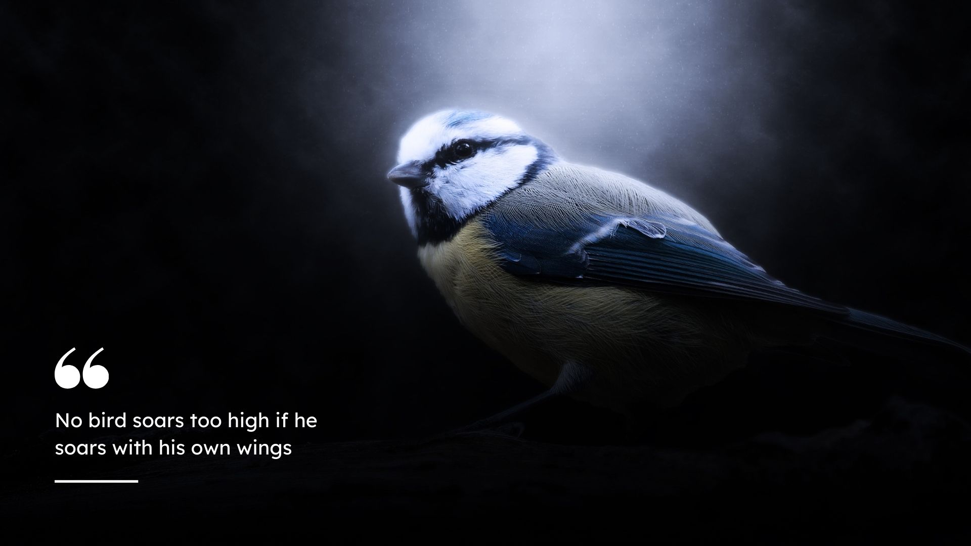 National Bird Day: Date, History, Theme, Importance, and Quotes