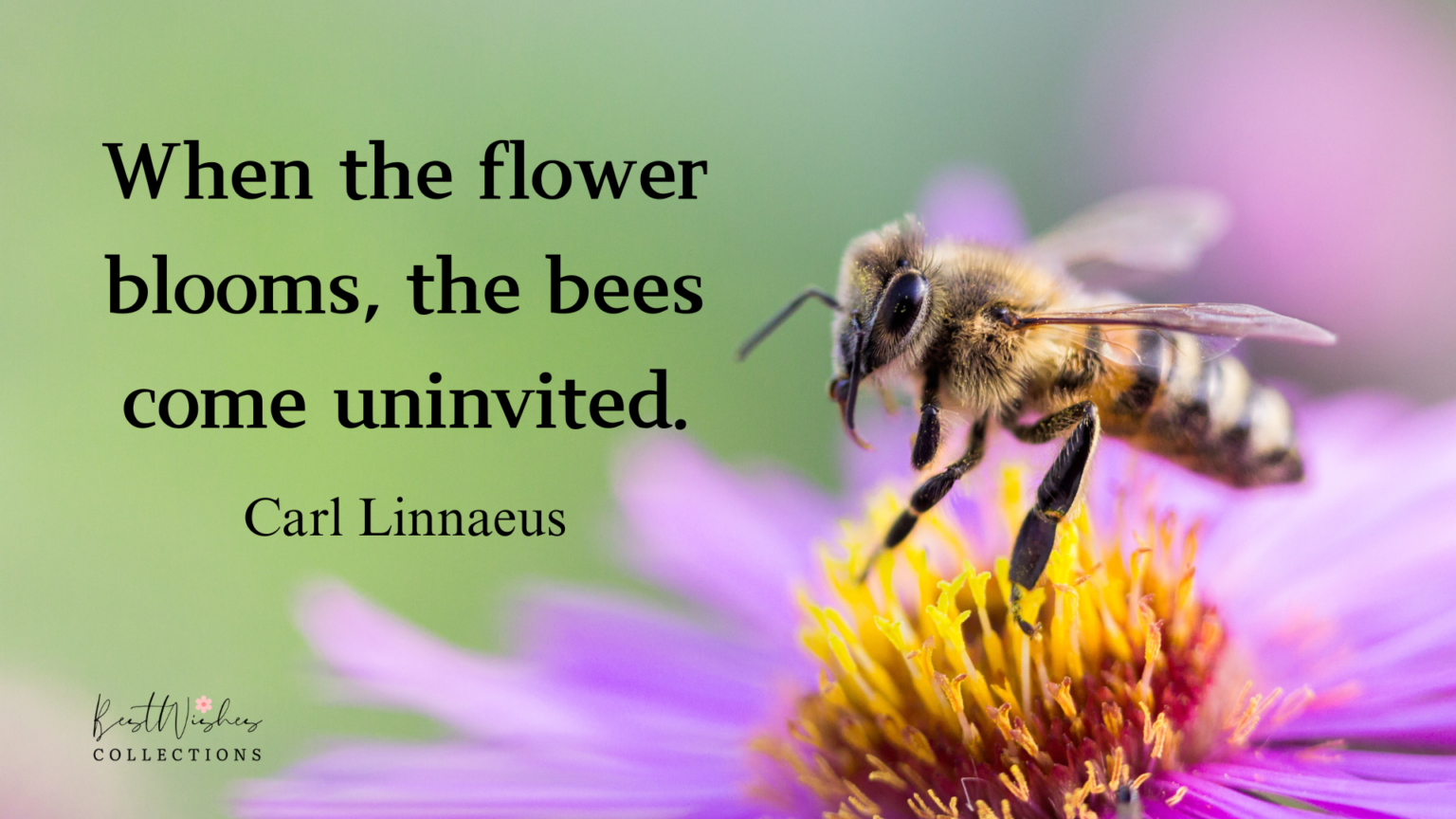 World Bee Day: Celebrating and Protecting Our Vital Pollinators