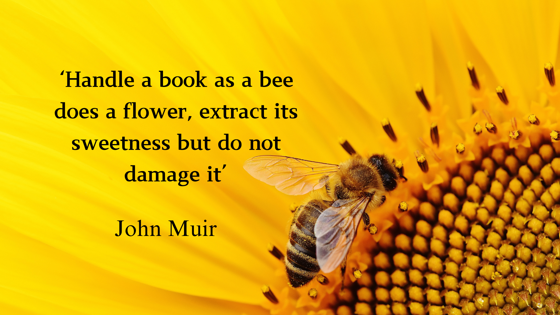 World Bee Day: Celebrating and Protecting Our Vital Pollinators